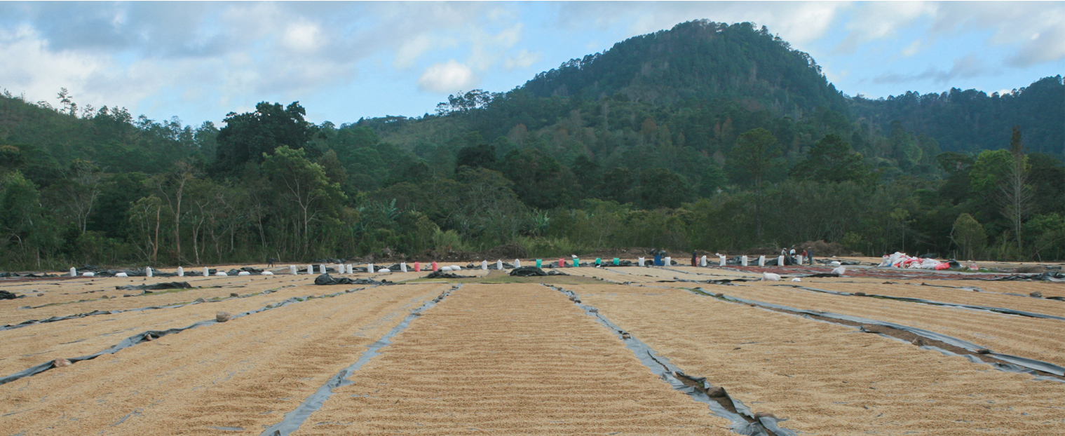 Honduras Montecillos coffee - RICH Coffee Roasters